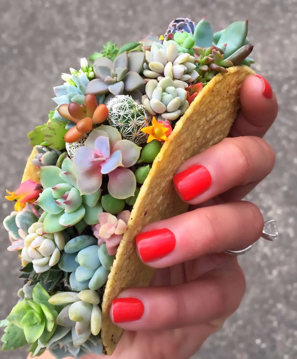 Planting Succulents with Connie Gliadon – verileet.com